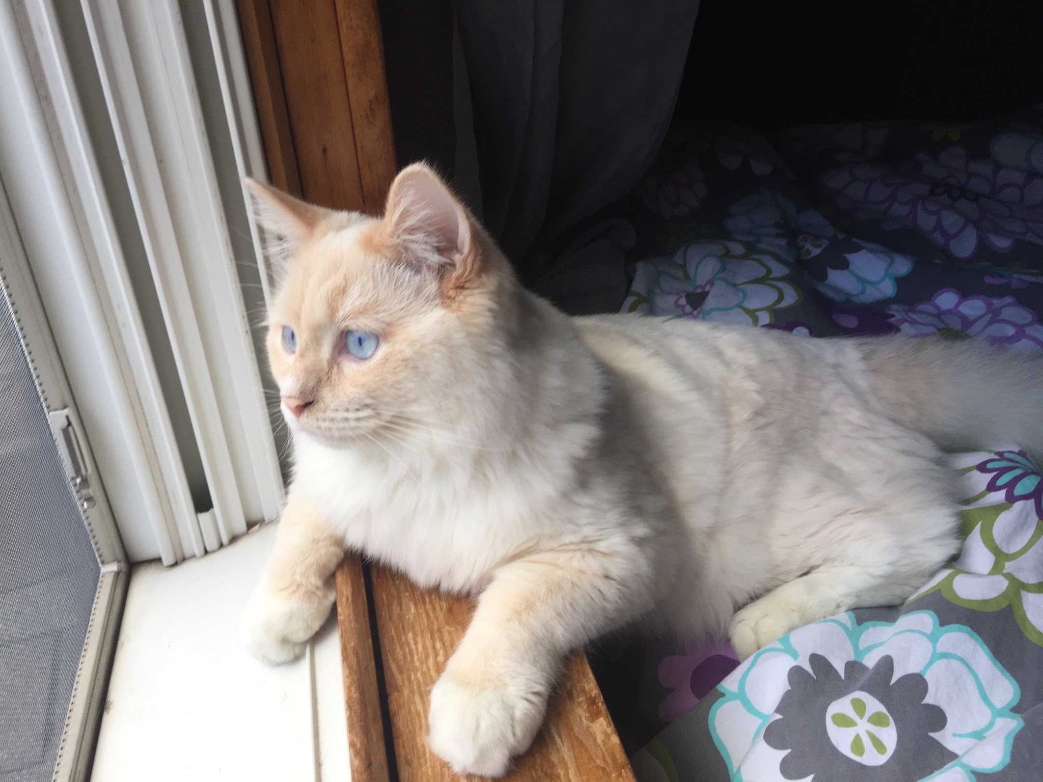 Caring for Homeless Cats | icma.org