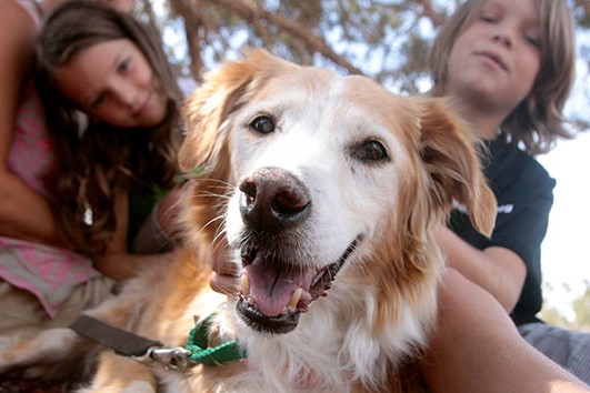 Redefining the Role of the Dog Catcher | icma.org