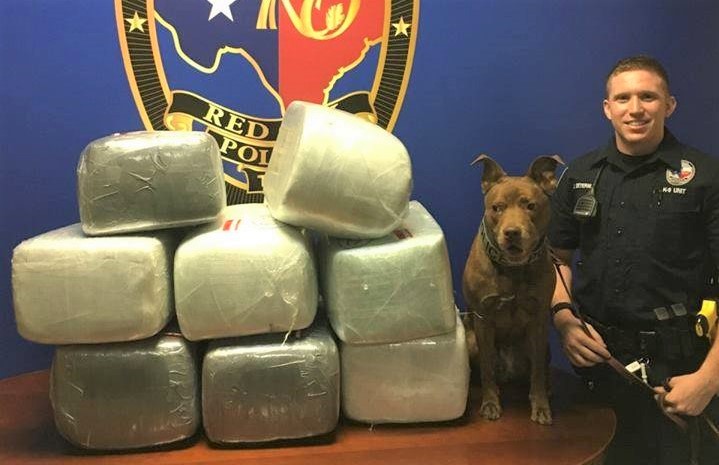 Police and Sheriff's Departments Welcome K9 Partners | icma.org